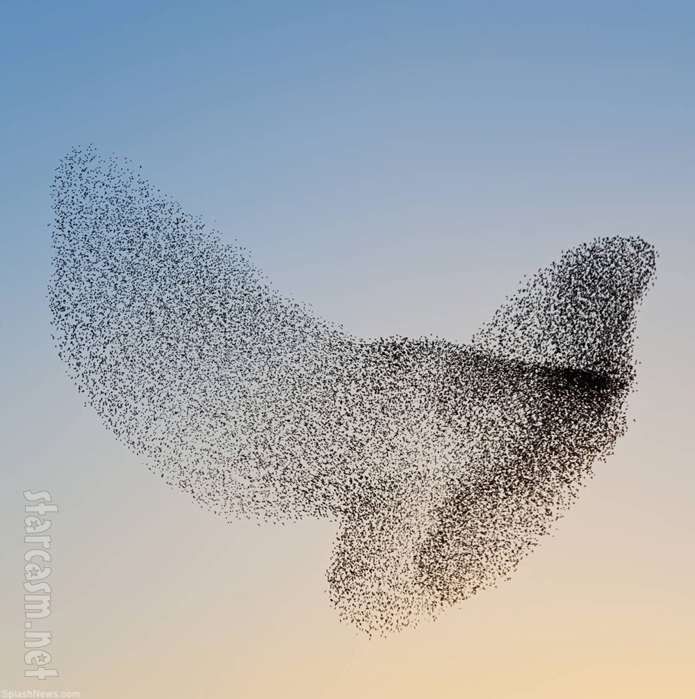 Murmuration | Na'ama Yehuda