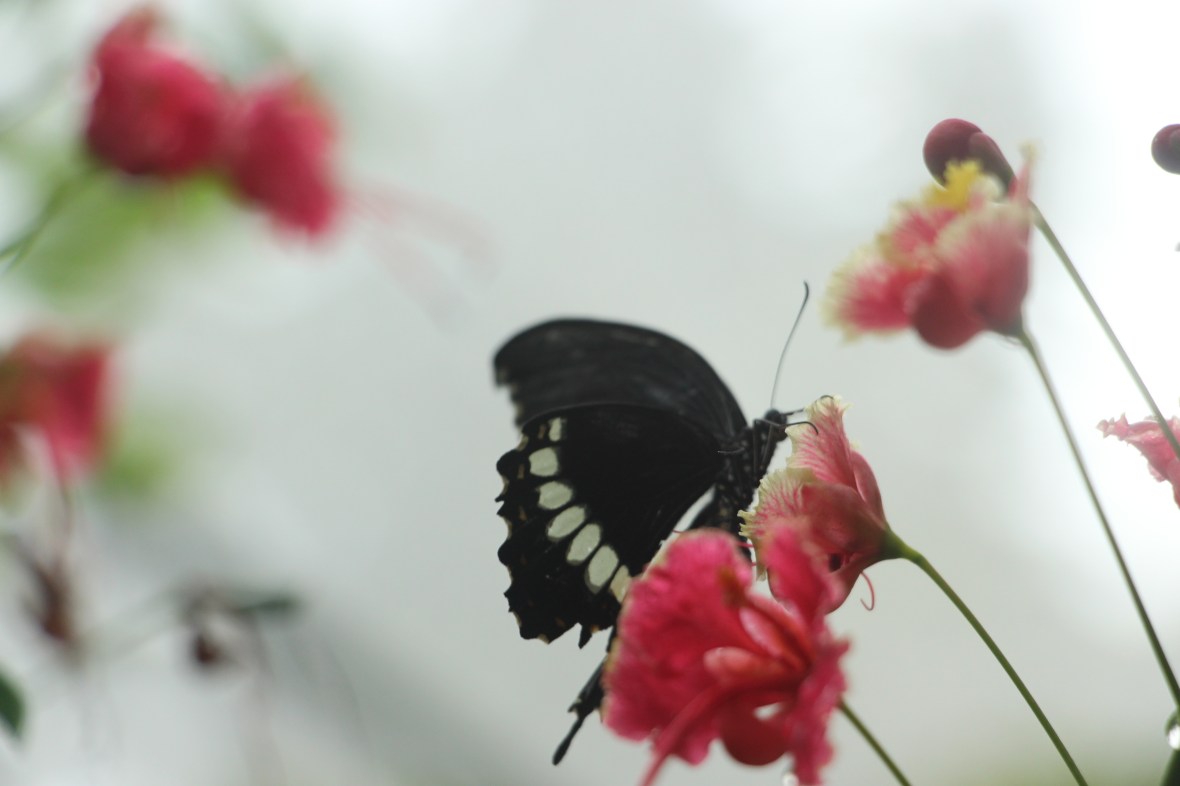 Pink Perch | Na'ama Yehuda