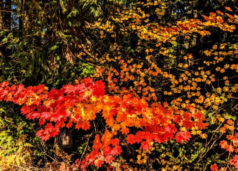 Lava Leaves | Na'ama Yehuda