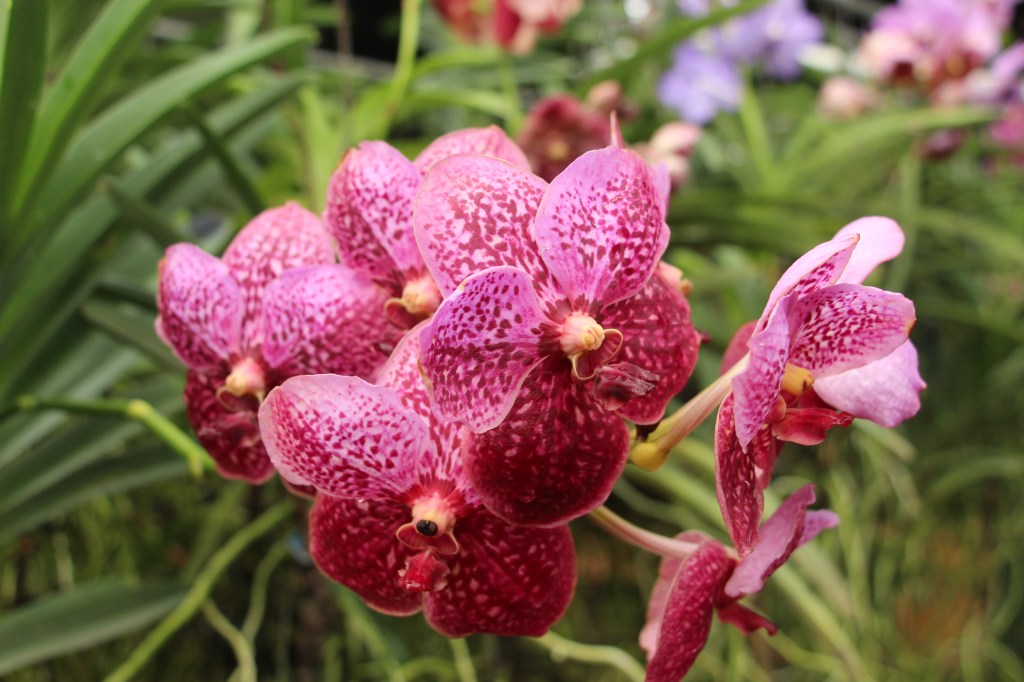 Tropical Boon | Na'ama Yehuda